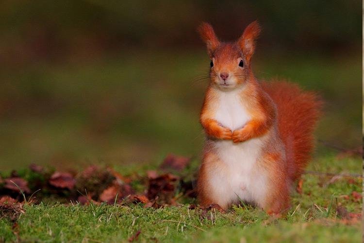 Species in Wales - Wales Biodiversity Partnership