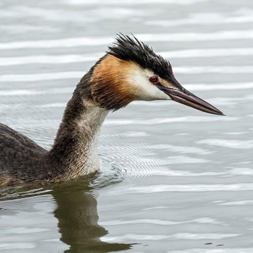 Local Nature Partnerships - Wales Biodiversity Partnership