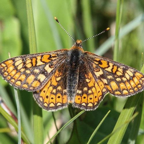 Local Nature Partnerships - Wales Biodiversity Partnership