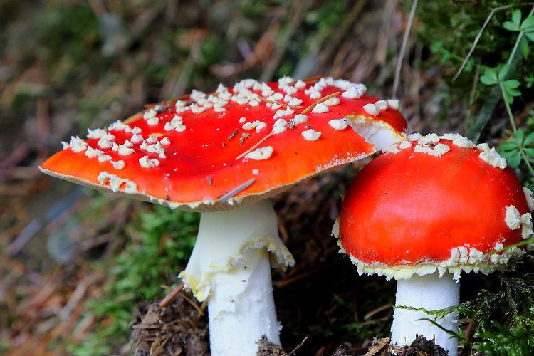 Biodiversity in Wales - Wales Biodiversity Partnership