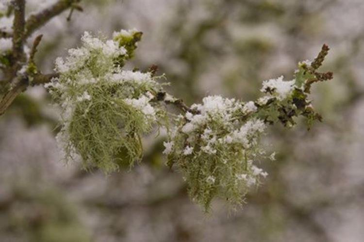 Lichens - Wales Biodiversity Partnership
