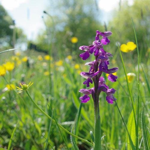 Local Nature Partnerships - Wales Biodiversity Partnership