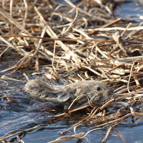 Local Nature Partnerships - Wales Biodiversity Partnership