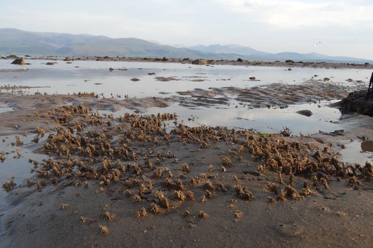 Marine Invertebrates - Wales Biodiversity Partnership