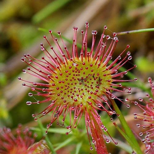 Local Nature Partnerships - Wales Biodiversity Partnership