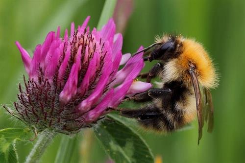 Bee Friendly - Wales Biodiversity Partnership