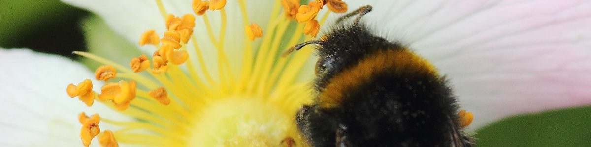 Bee Friendly - Wales Biodiversity Partnership