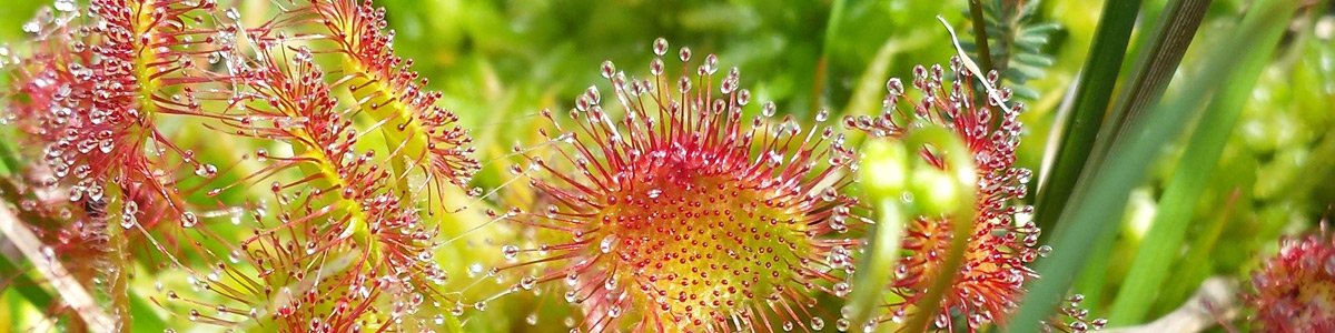 Local Nature Partnerships - Wales Biodiversity Partnership